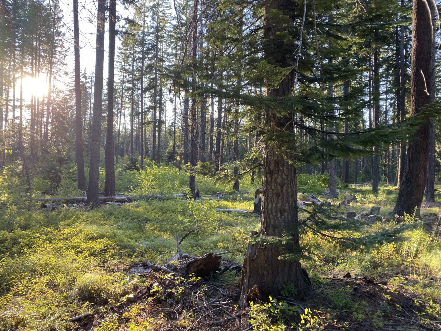 Valhalla Supermassive - Valhalla DSP